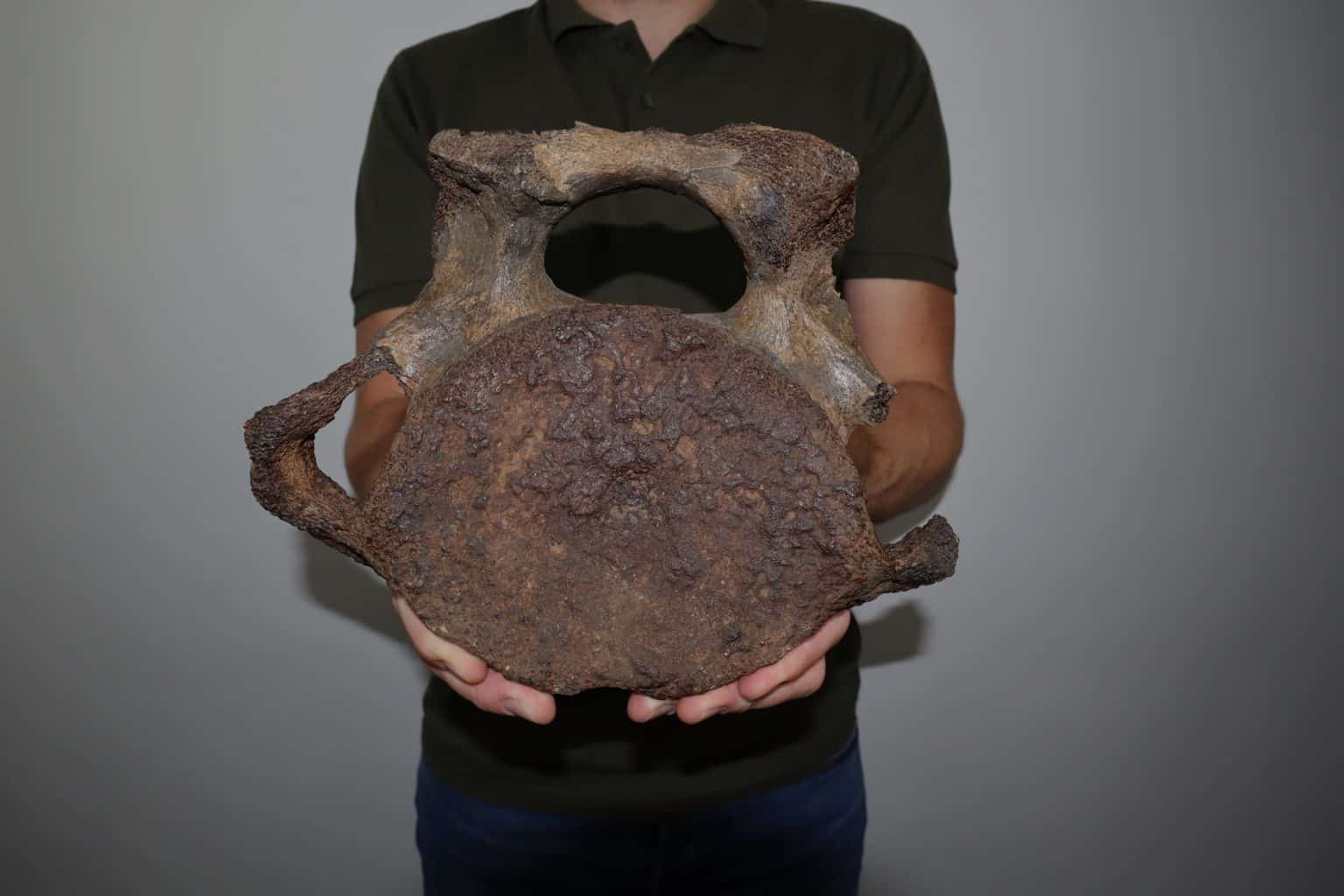 Cervical Vertebra of a Bush Elephant (27,5 cm) - Tam Fossils