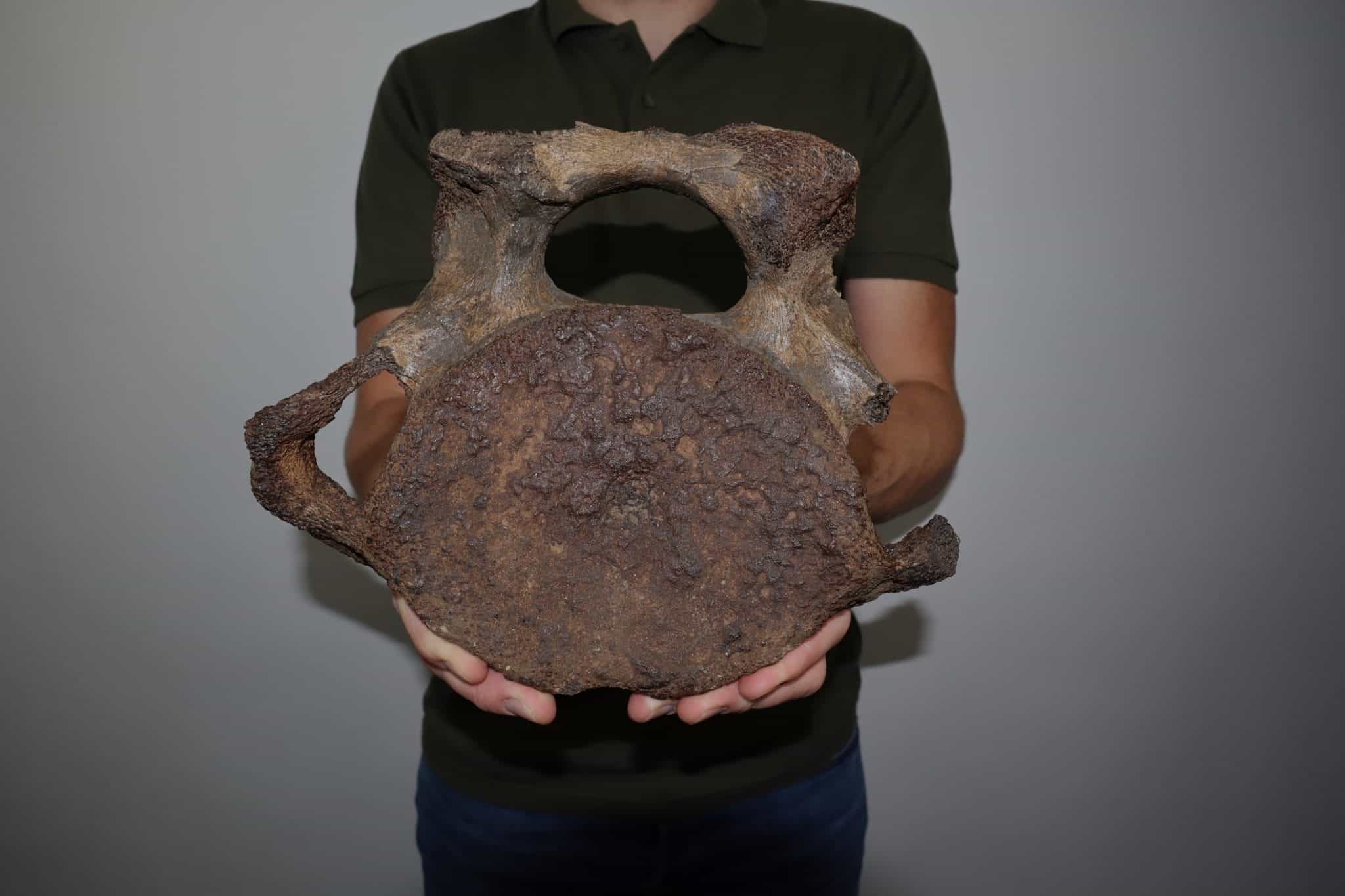 Discover our unique Mammoth Fossils for sale - Tam Fossils