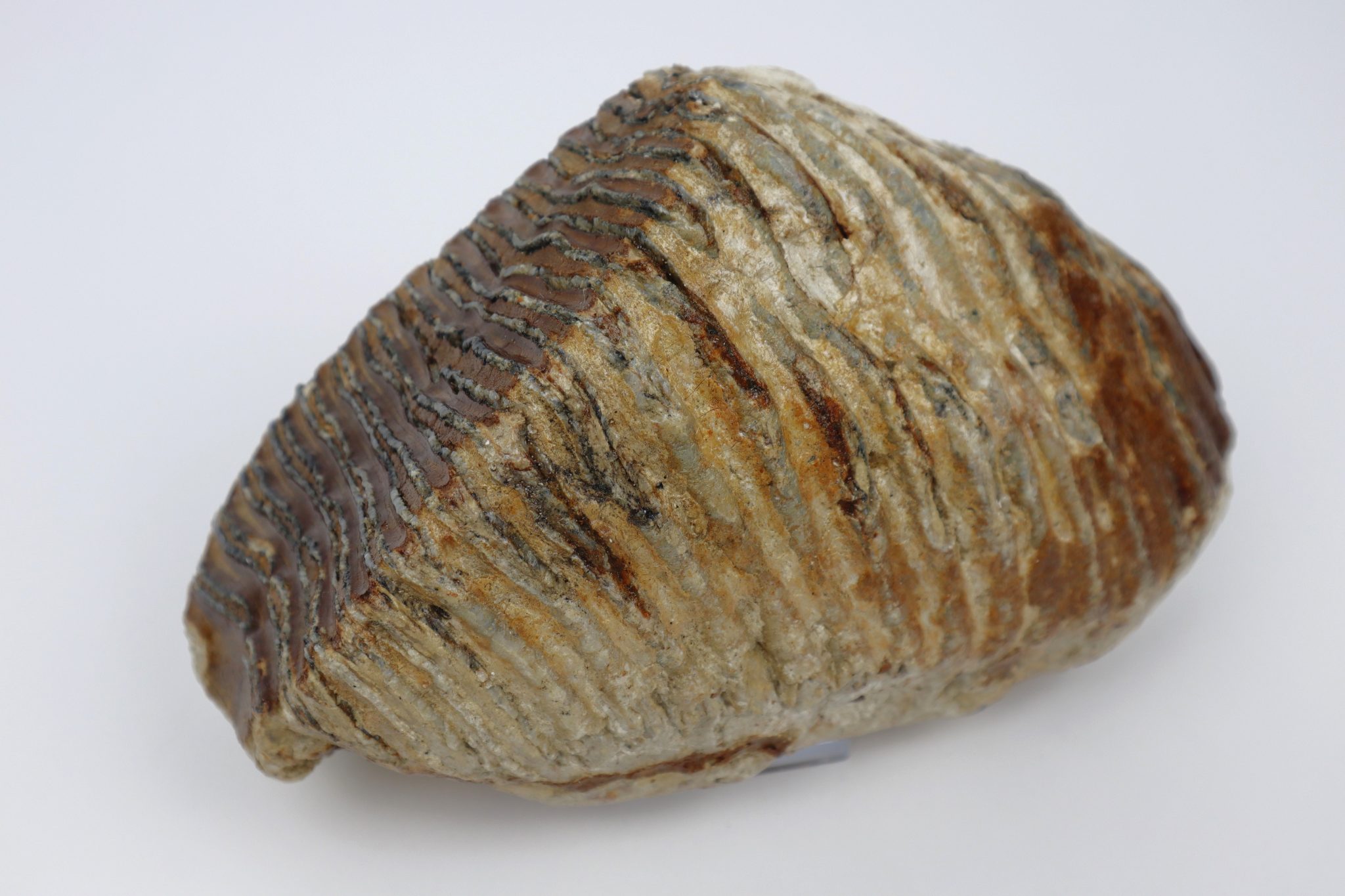 Discover our unique Mammoth Fossils for sale - Tam Fossils