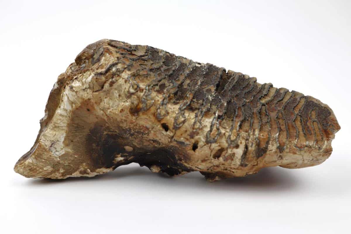 Diente de mamut lanudo (25 cm) - Tam Fossils