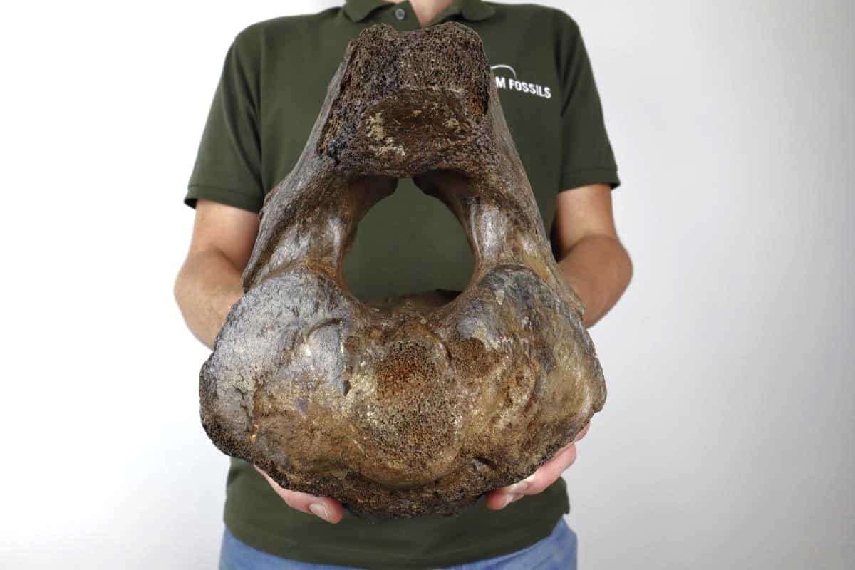 Big Axis Vertebra of a Woolly Mammoth (27 cm) - Tam Fossils