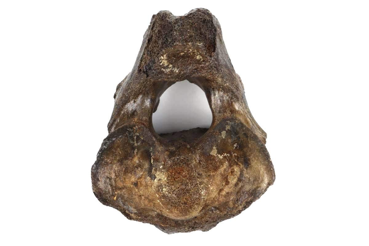 Big Axis Vertebra of a Woolly Mammoth (27 cm) - Tam Fossils