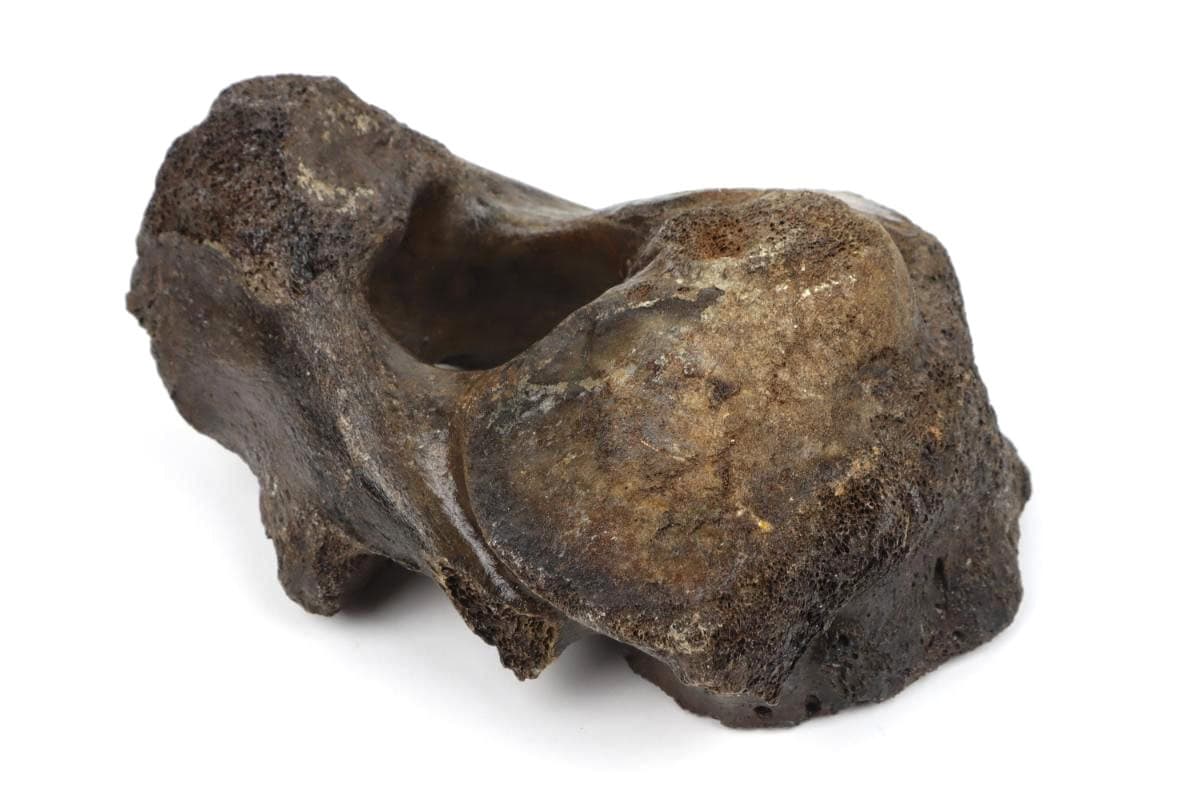 Big Axis Vertebra of a Woolly Mammoth (27 cm) - Tam Fossils
