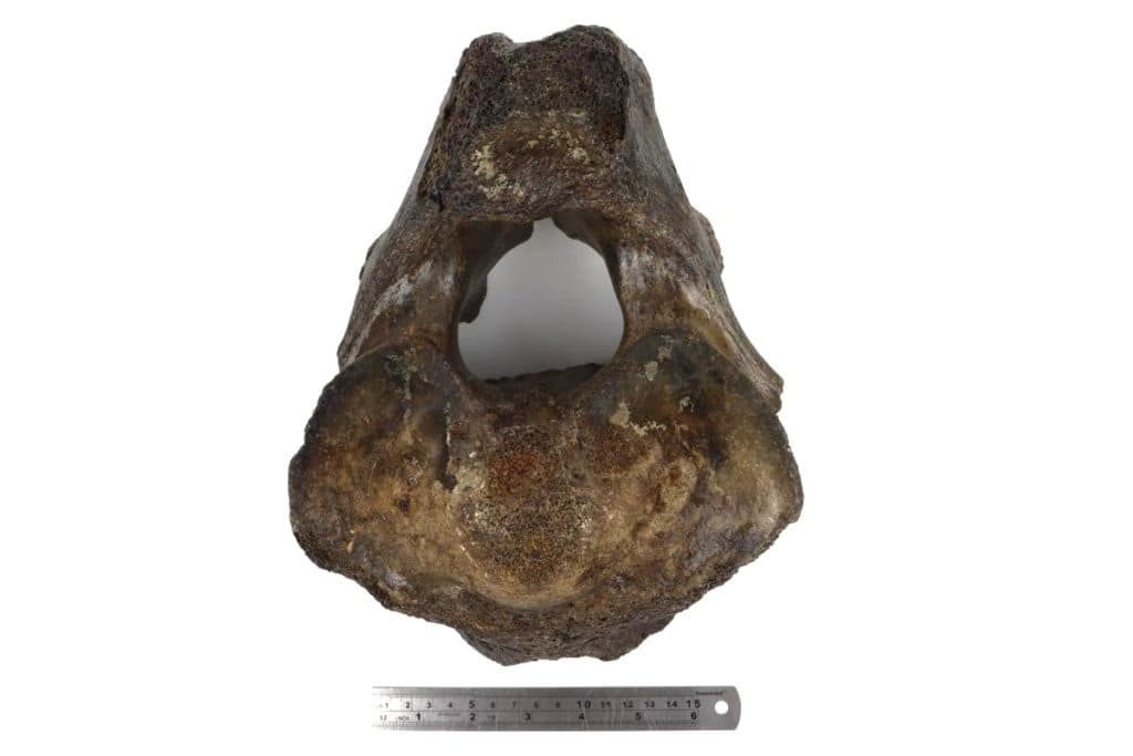 Big Axis Vertebra of a Woolly Mammoth (27 cm) - Tam Fossils
