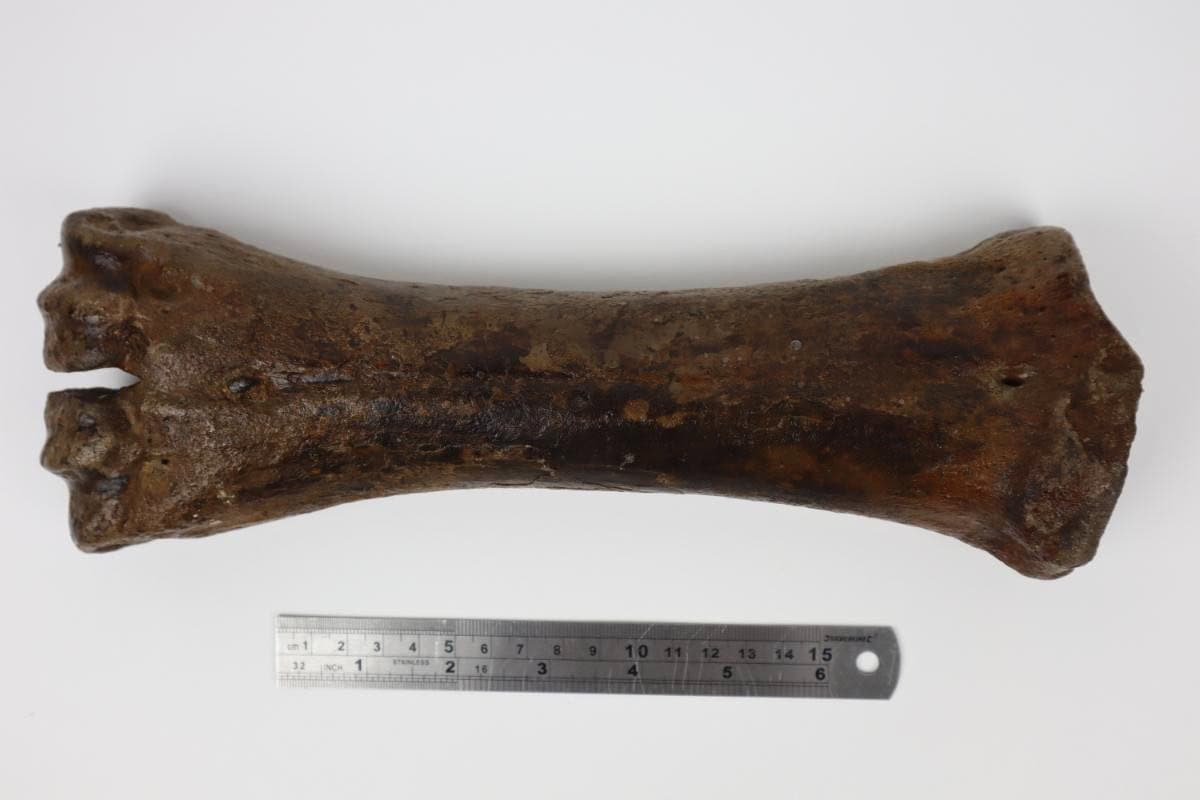 Hueso metacarpo de un uro (Bos primigenius) (26 cm) - Tam Fossils