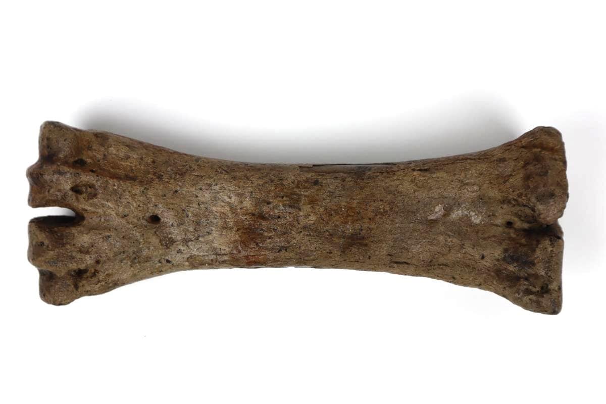Hueso metacarpo de un uro (Bos primigenius) (26 cm) - Tam Fossils