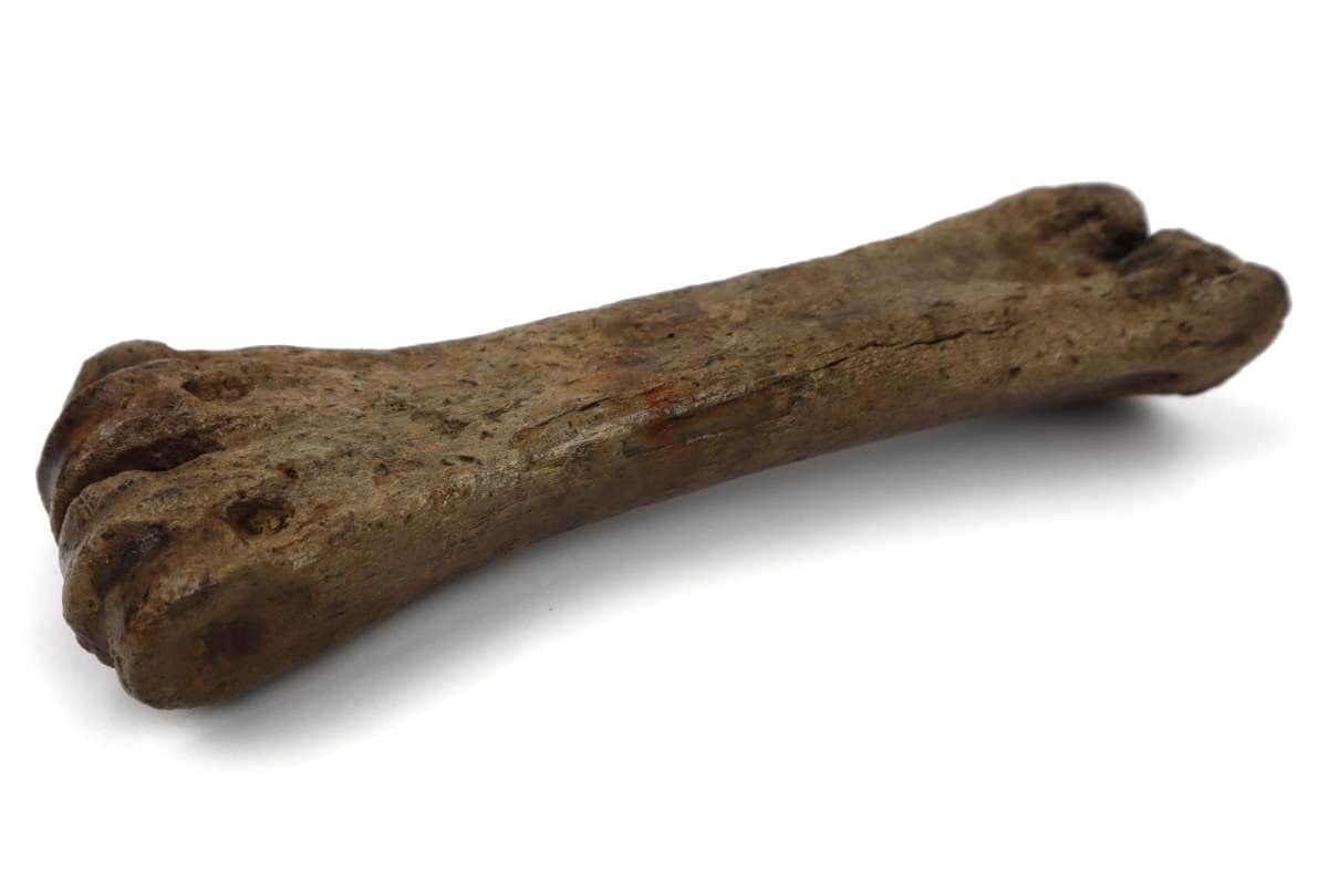 Hueso metacarpo de un uro (Bos primigenius) (26 cm) - Tam Fossils
